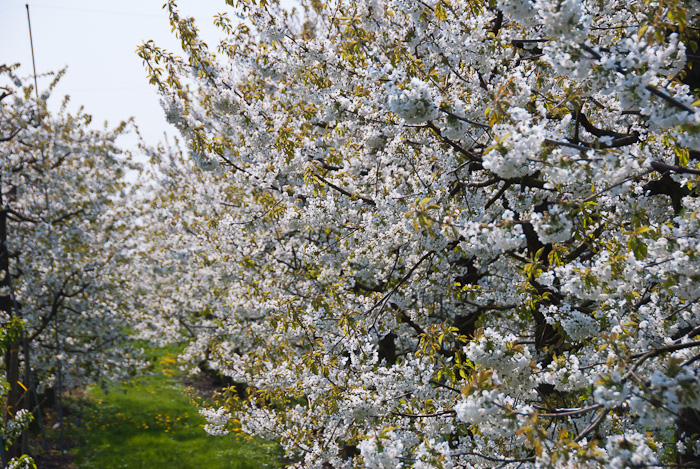 Altes Land – tour – blog