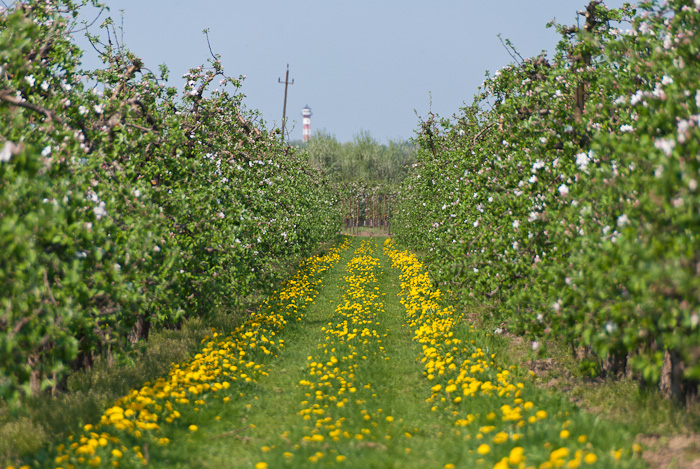 Altes Land – tour – blog